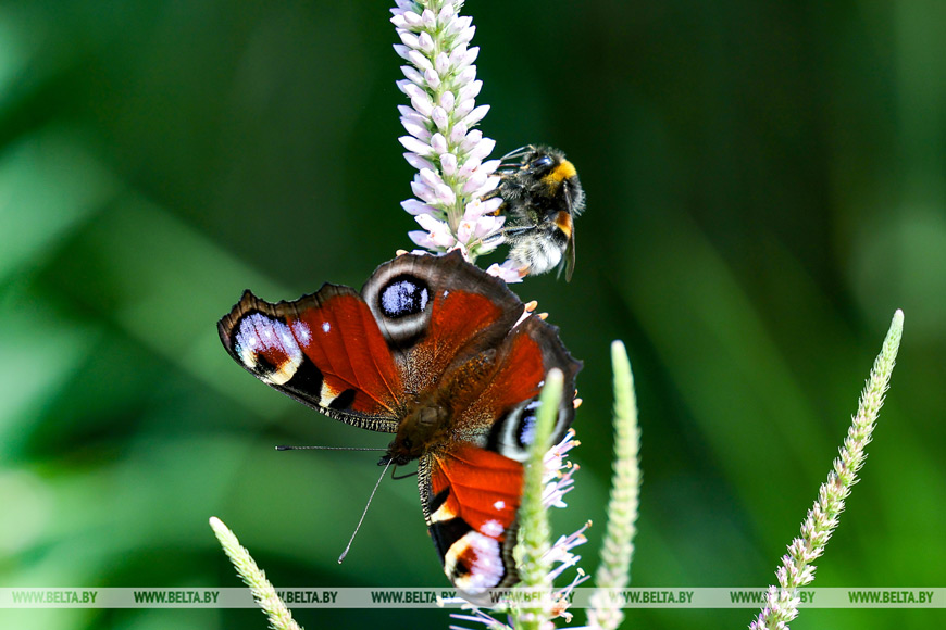 Beauty up close: Butterflies captured by BelTA’s photographers | In ...